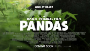 Pandas: IMAX experience - Plus the new augmented reality app for kids!